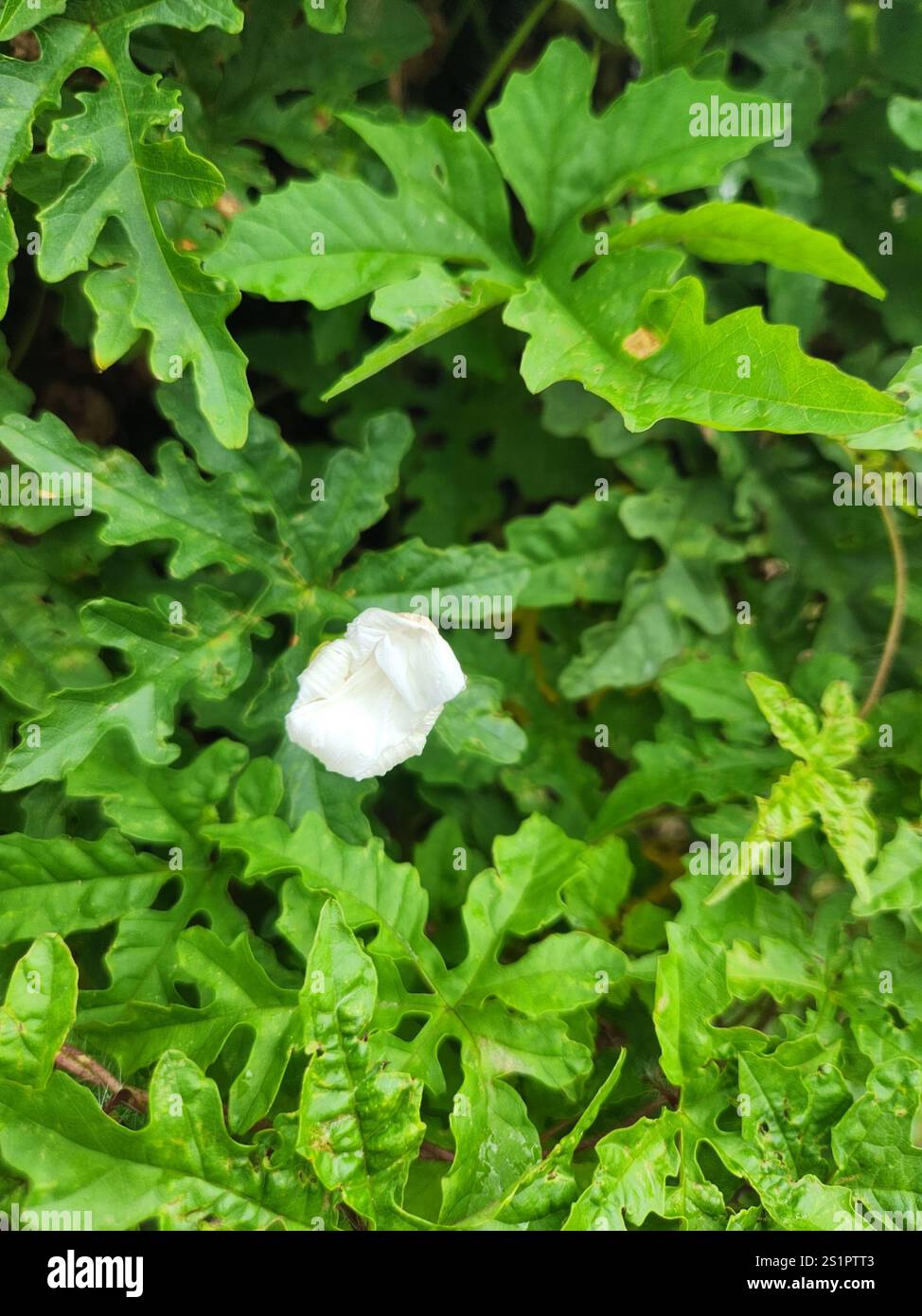 Alamo vine (Distimake dissectus Stock Photo - Alamy