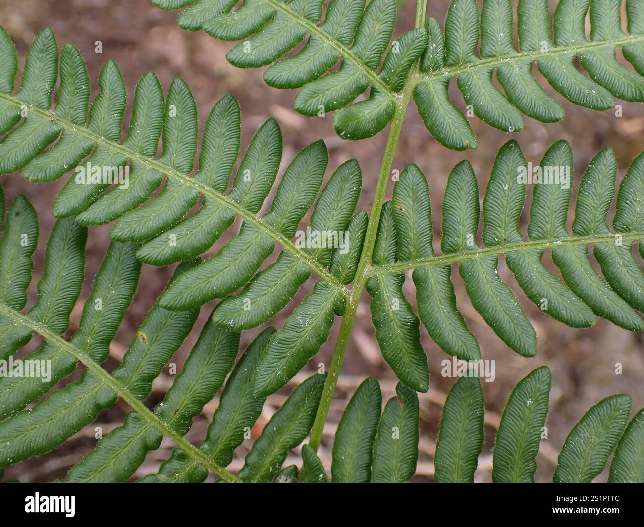 common bracken (Pteridium aquilinum Stock Photo - Alamy