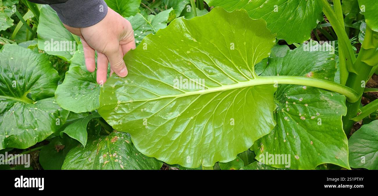 Giant Himalayan Lily (Cardiocrinum giganteum Stock Photo - Alamy
