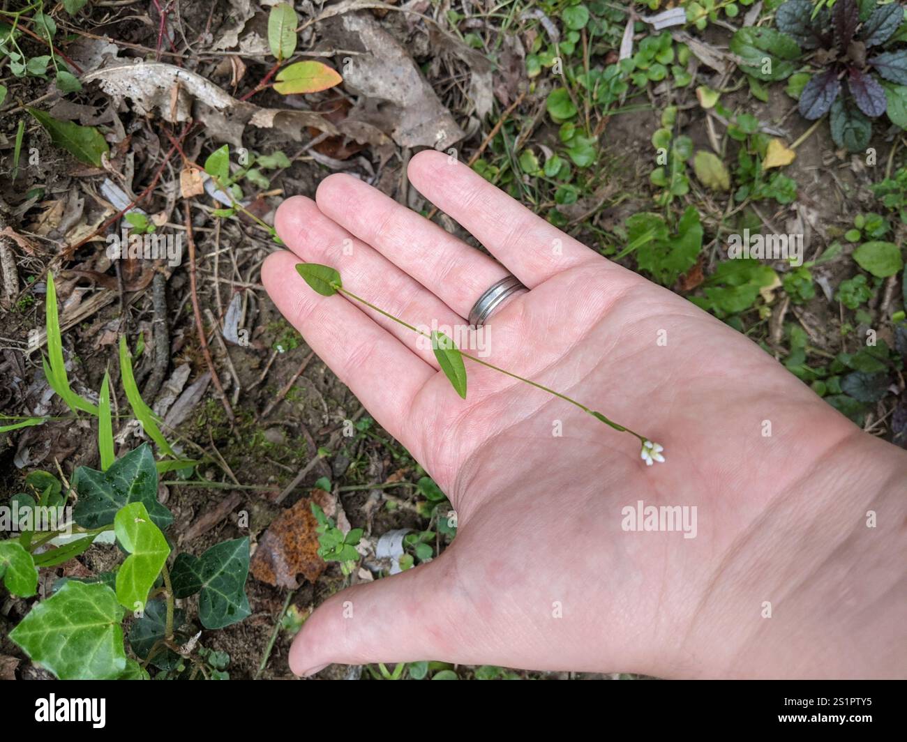 arrow-leaved tearthumb (Persicaria sagittata Stock Photo - Alamy