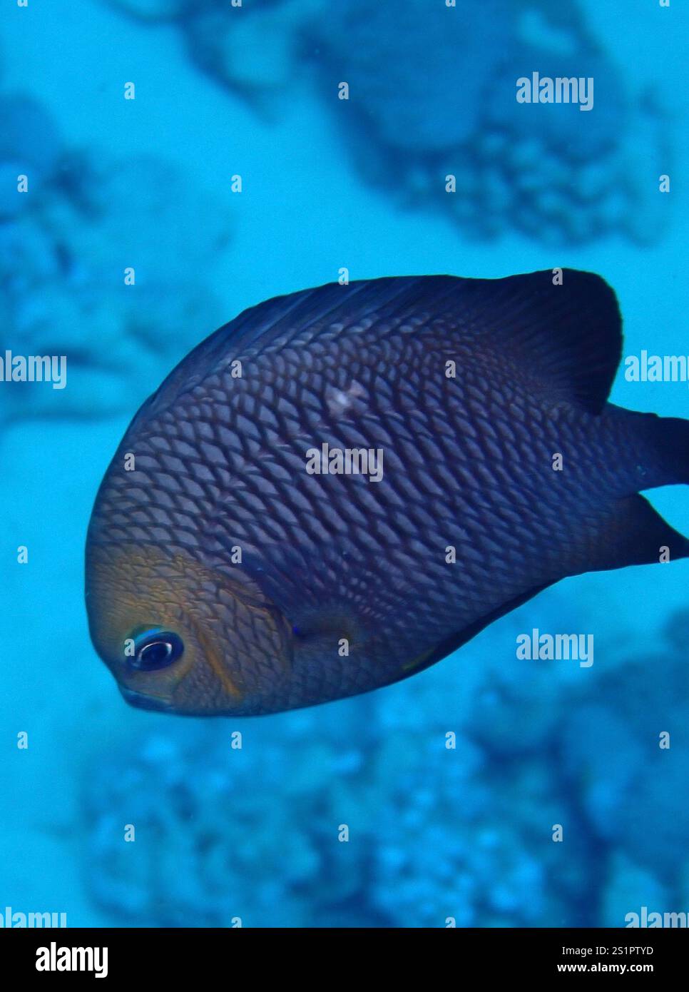 Three-spot Dascyllus (Dascyllus trimaculatus Stock Photo - Alamy