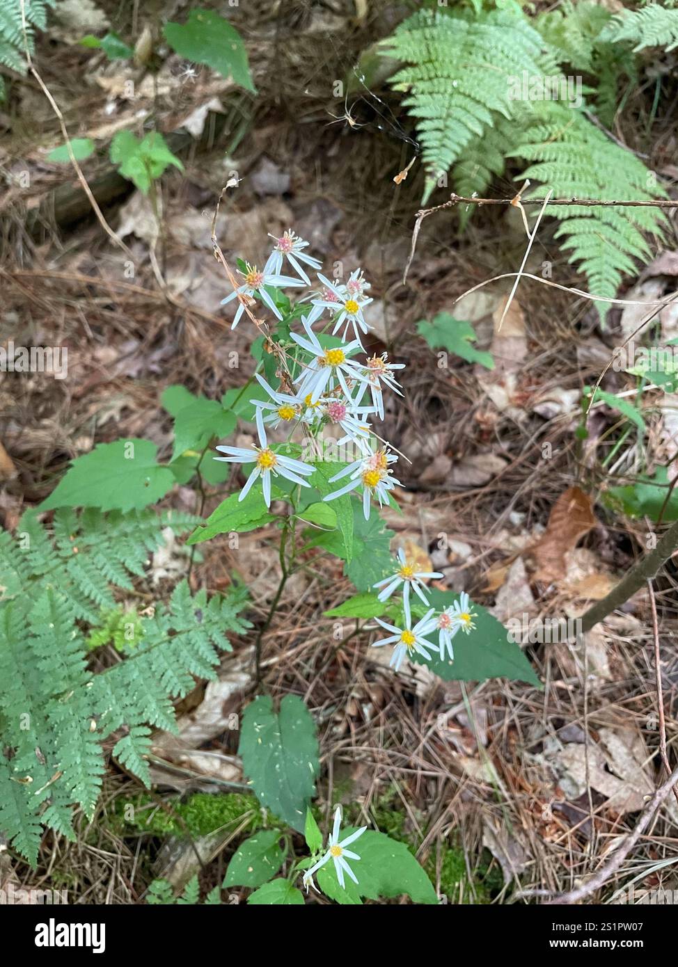 White Wood Aster (Eurybia divaricata Stock Photo - Alamy