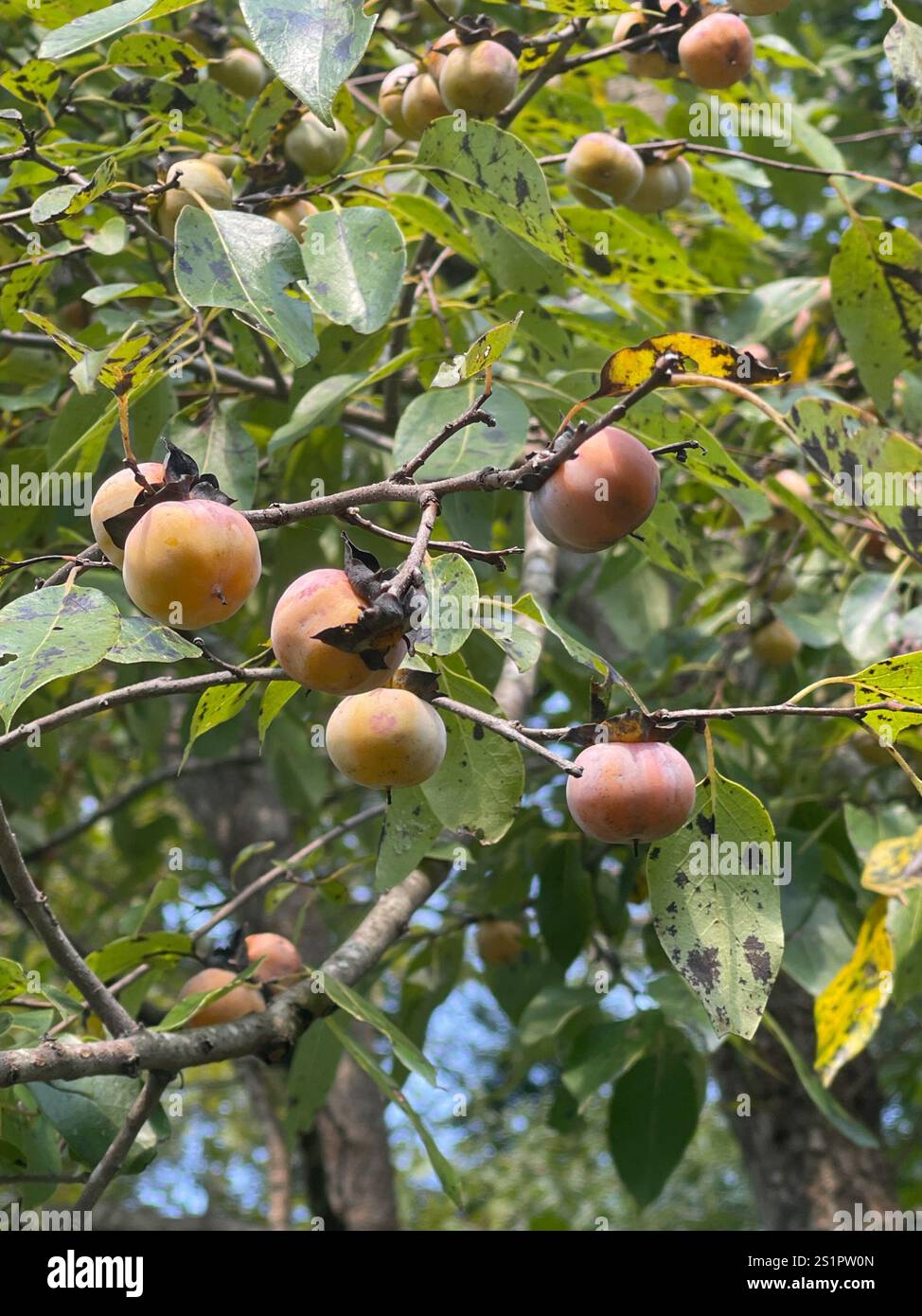 American persimmon (Diospyros virginiana Stock Photo - Alamy