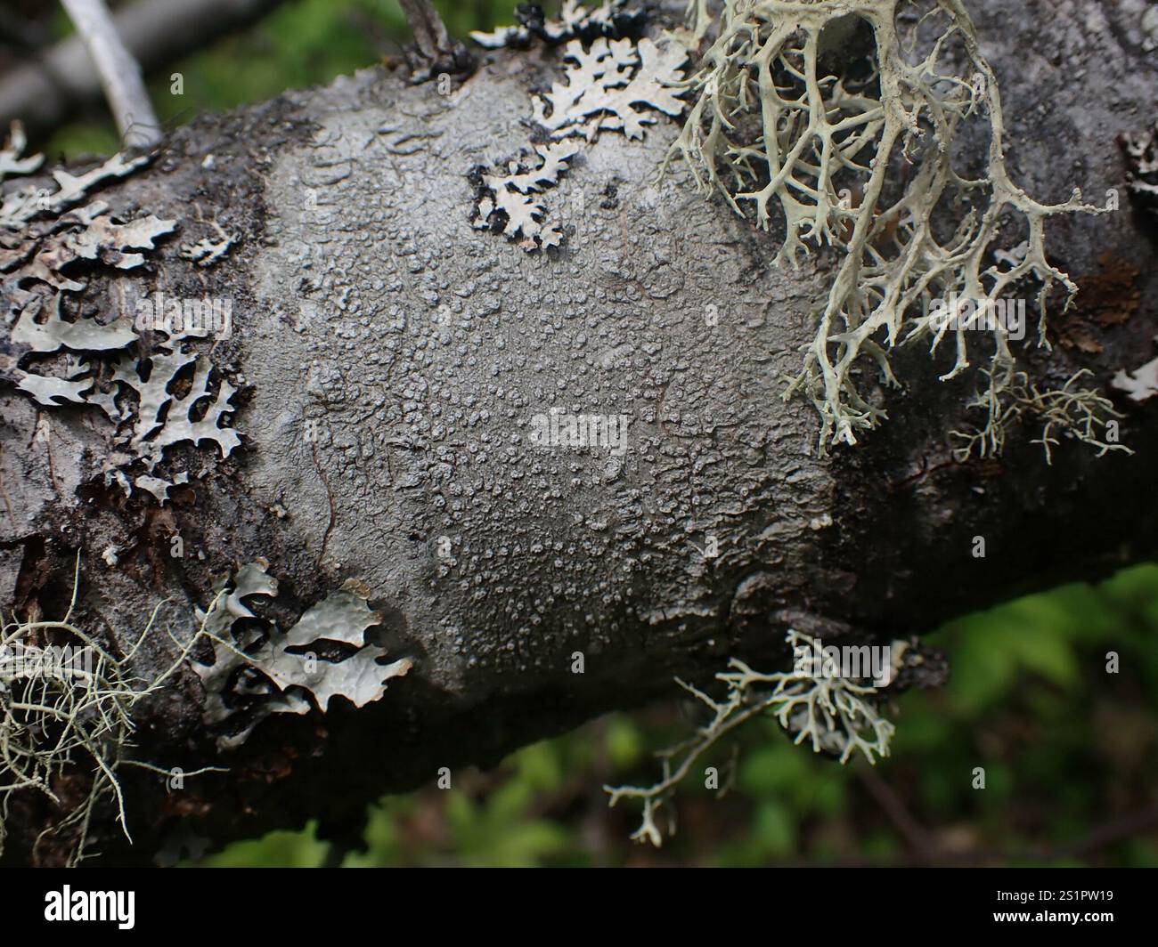 barnacle lichens (Thelotrema Stock Photo - Alamy