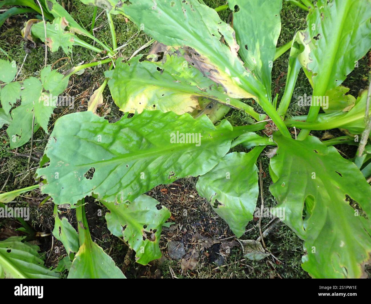 western skunk cabbage (Lysichiton americanus Stock Photo - Alamy