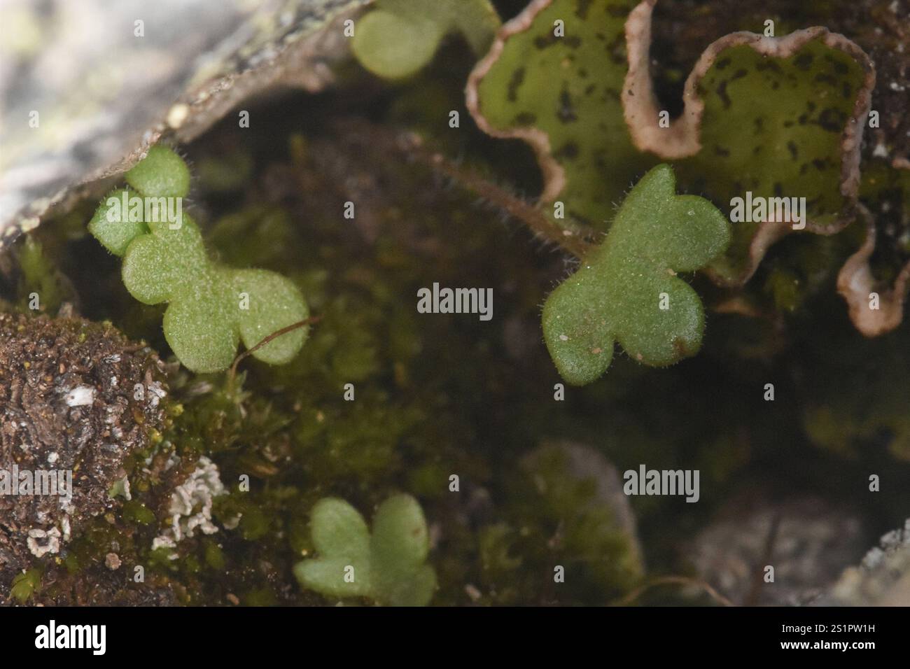 Pygmy Saxifrage (Saxifraga hyperborea Stock Photo - Alamy