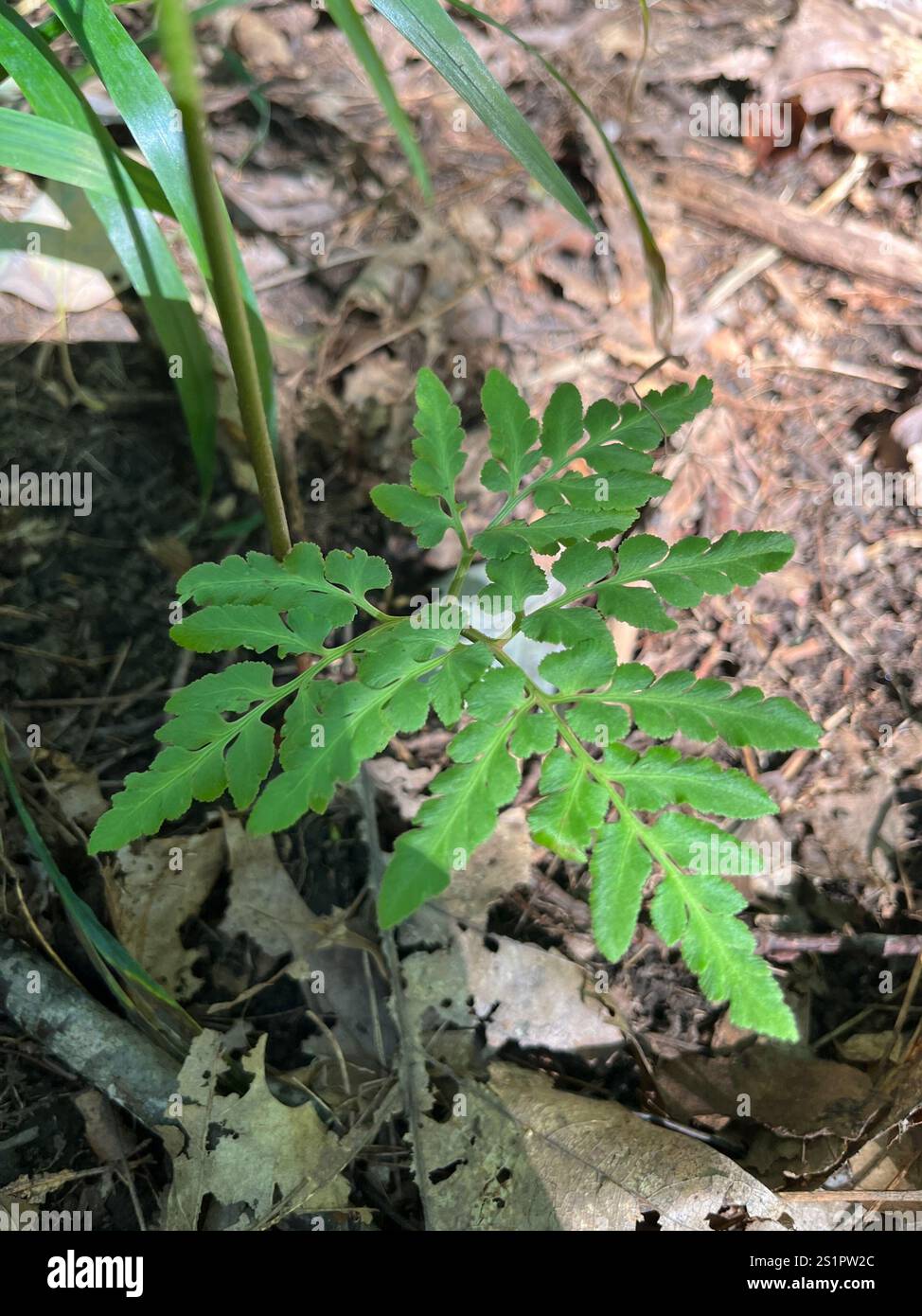 Cutleaf Grapefern (Sceptridium dissectum Stock Photo - Alamy