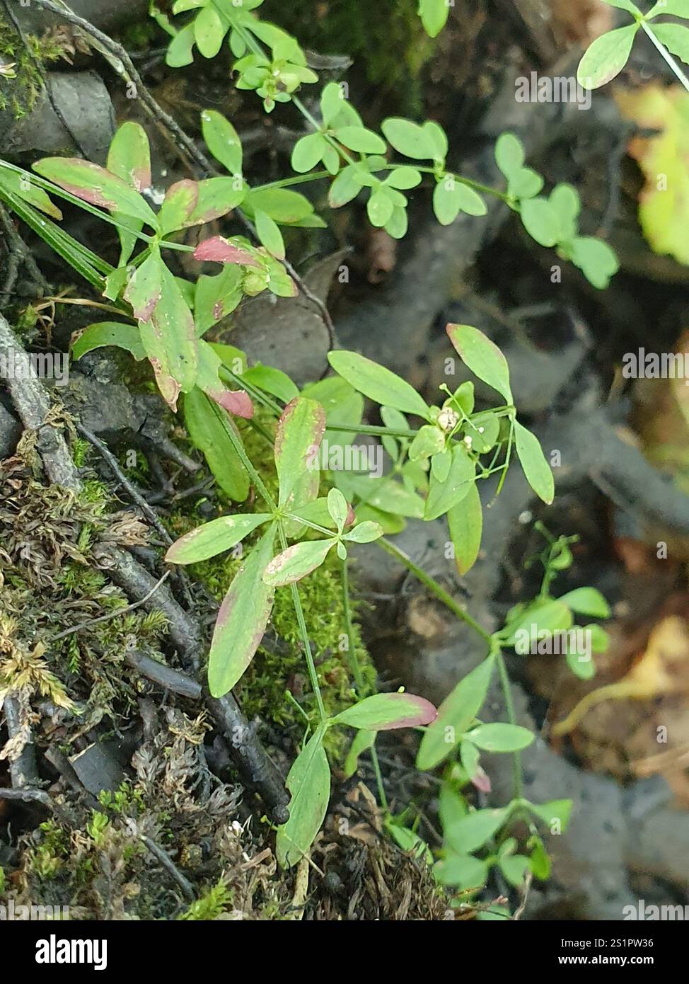 Common Marsh-bedstraw (Galium palustre Stock Photo - Alamy