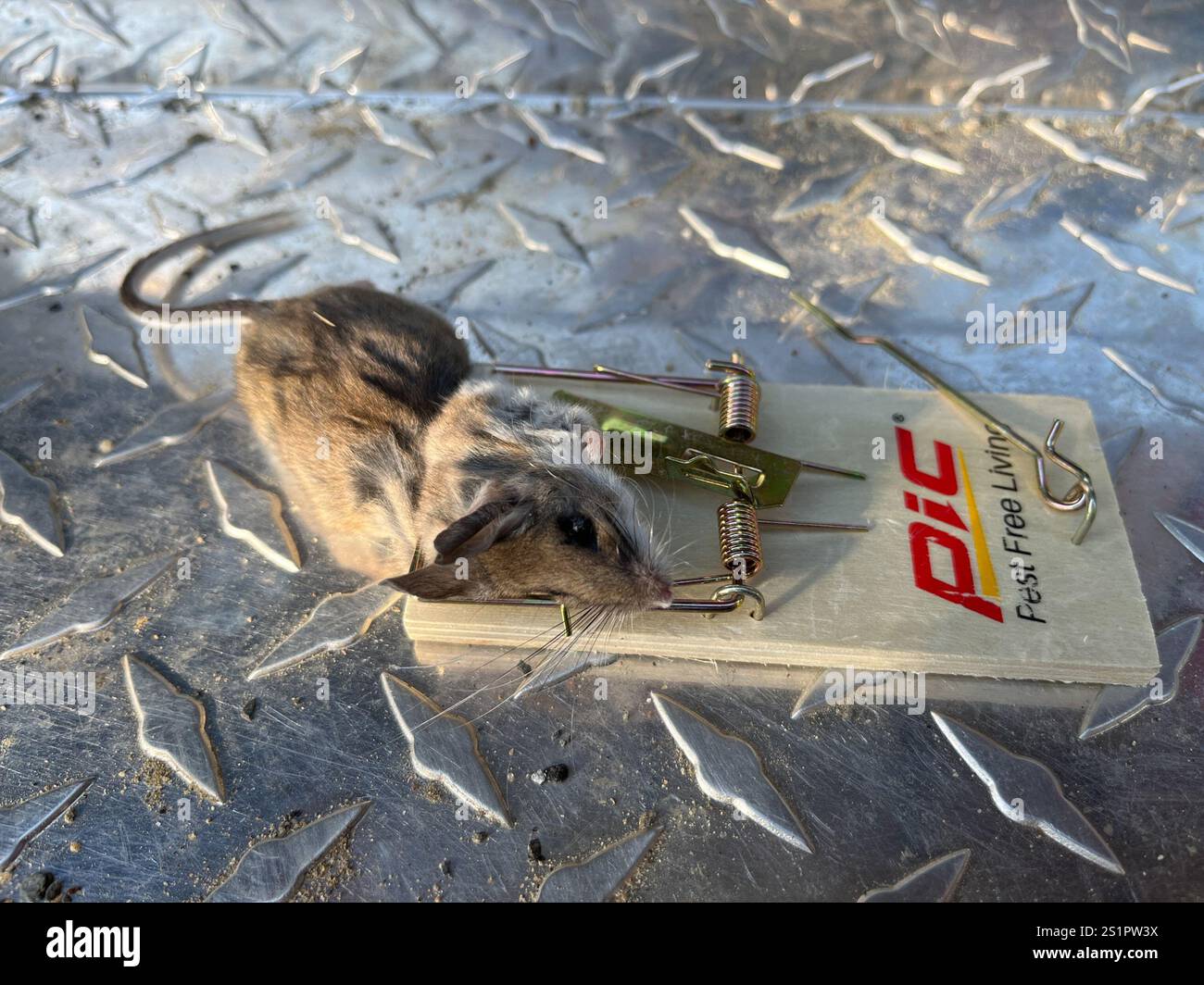 North American Deer Mice (Peromyscus Stock Photo - Alamy