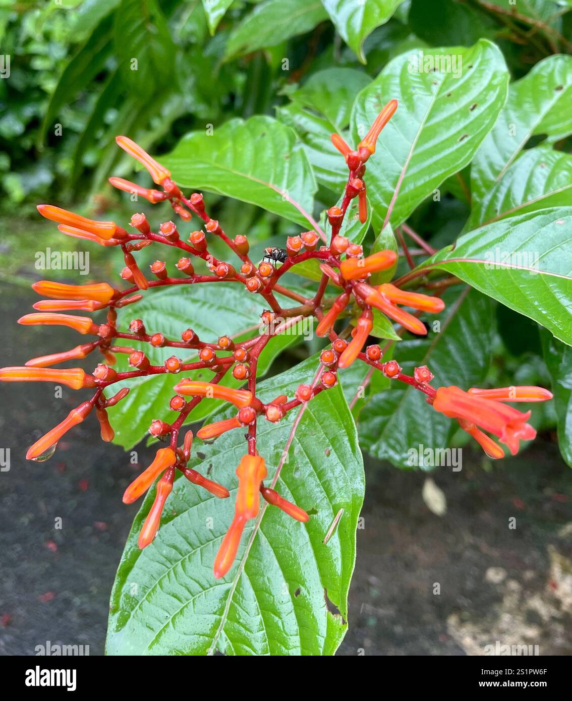 Firebush (Hamelia patens Stock Photo - Alamy