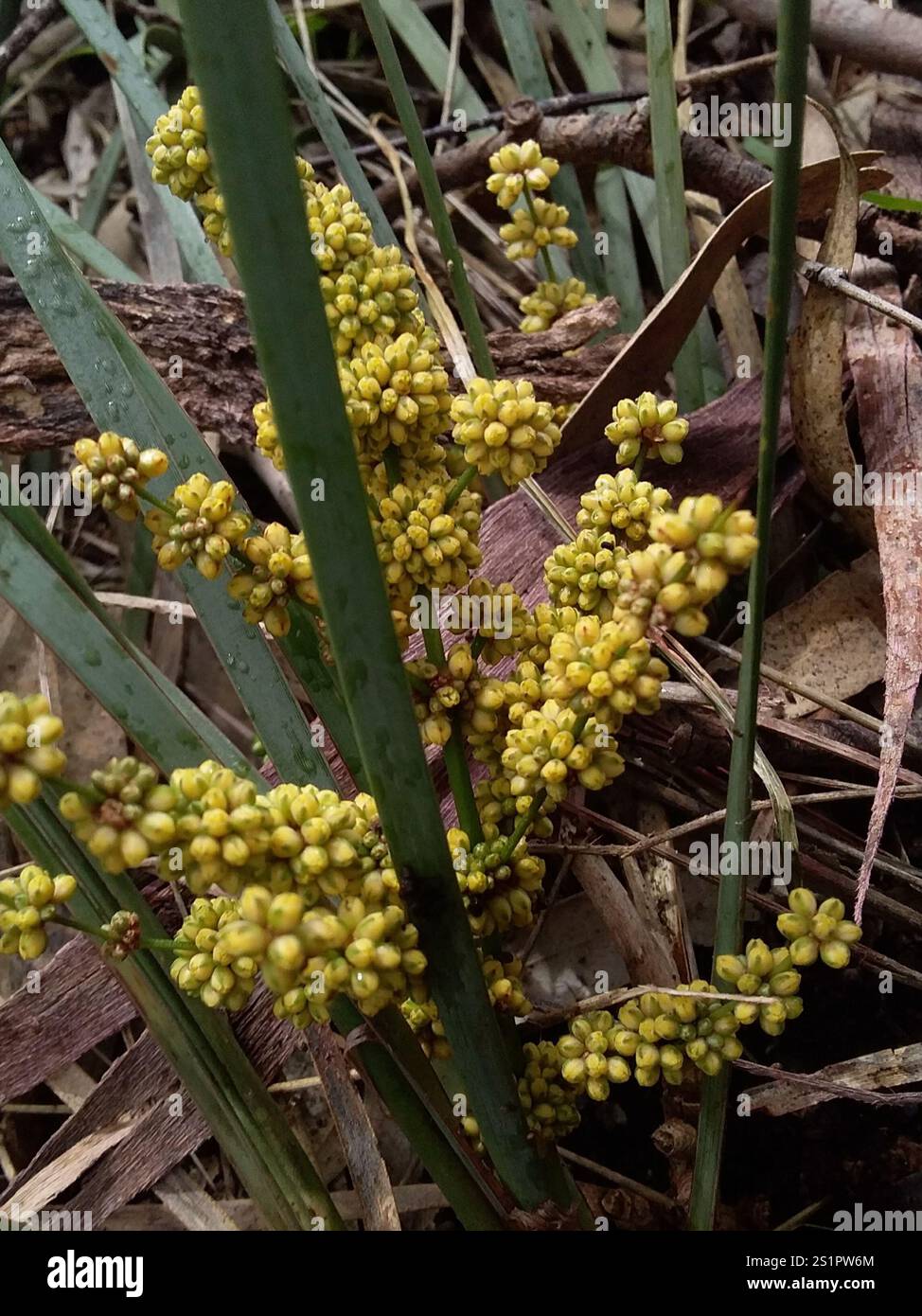 iron-grass (Lomandra multiflora dura Stock Photo - Alamy