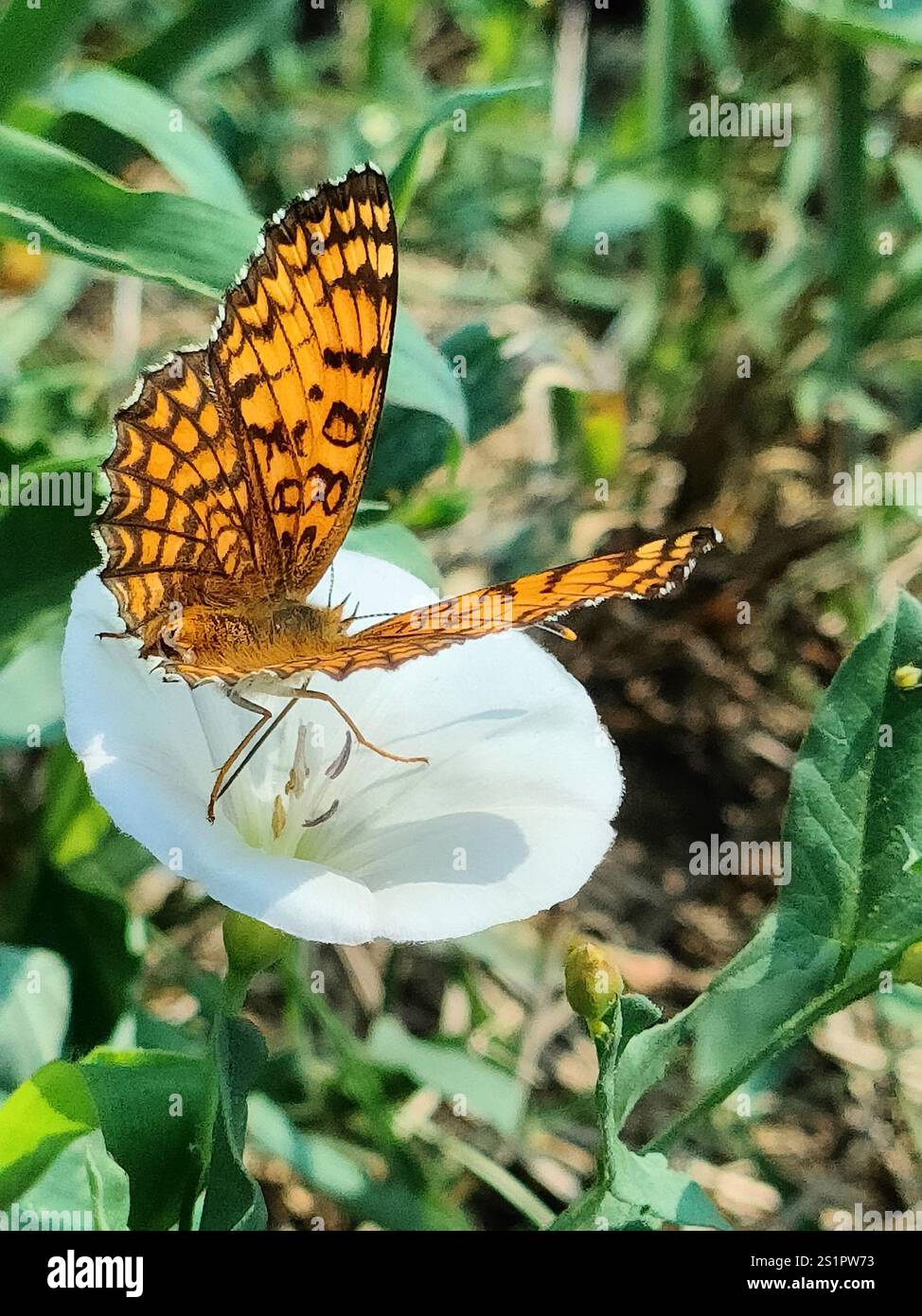 Knapweed Fritillary (Melitaea phoebe Stock Photo - Alamy