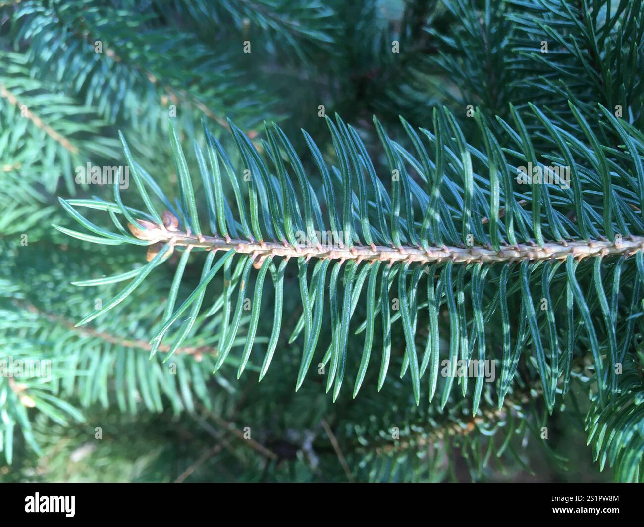 white spruce (Picea glauca Stock Photo - Alamy