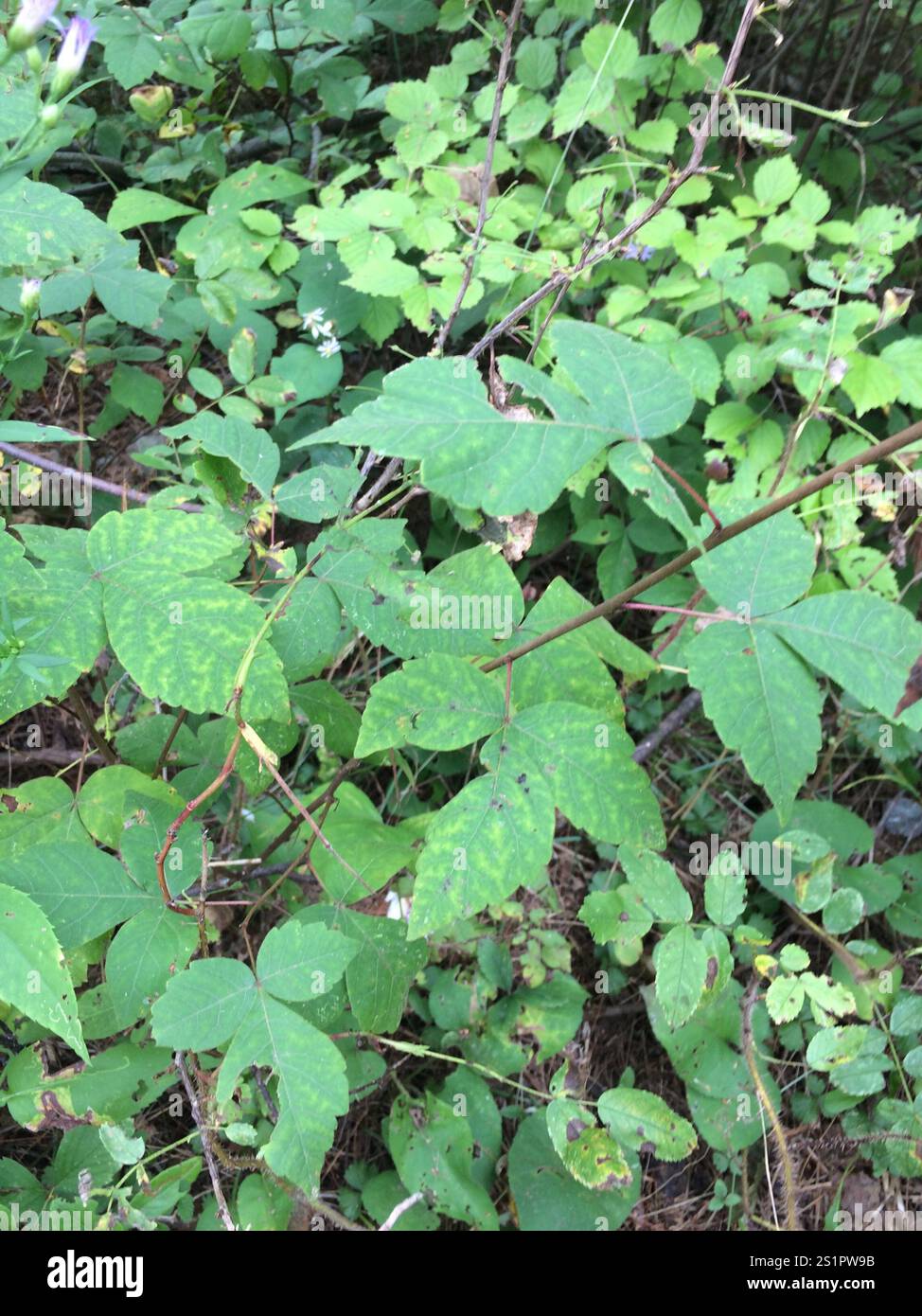 fragrant sumac (Rhus aromatica Stock Photo - Alamy