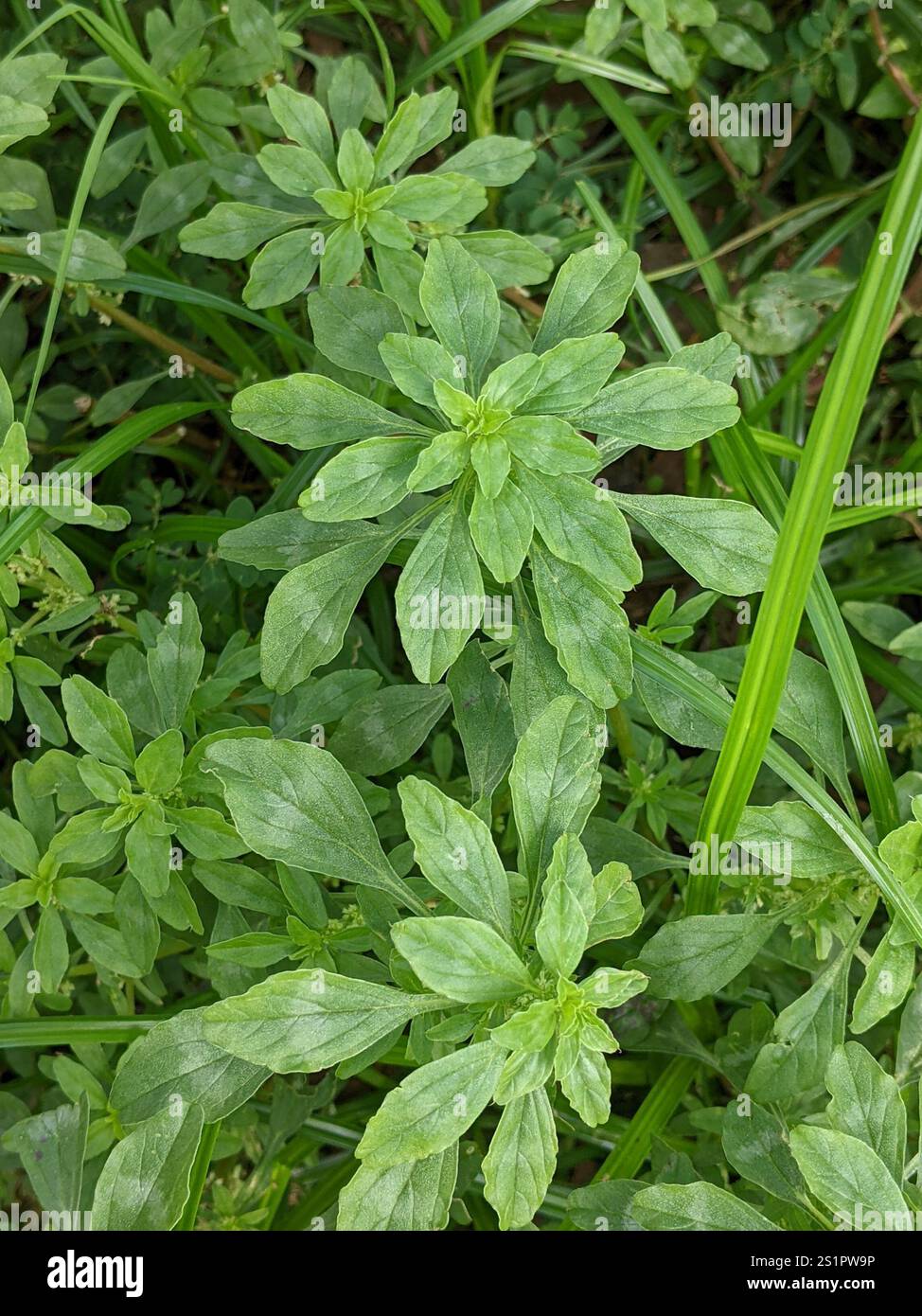 Tropical amaranth (Amaranthus polygonoides Stock Photo - Alamy