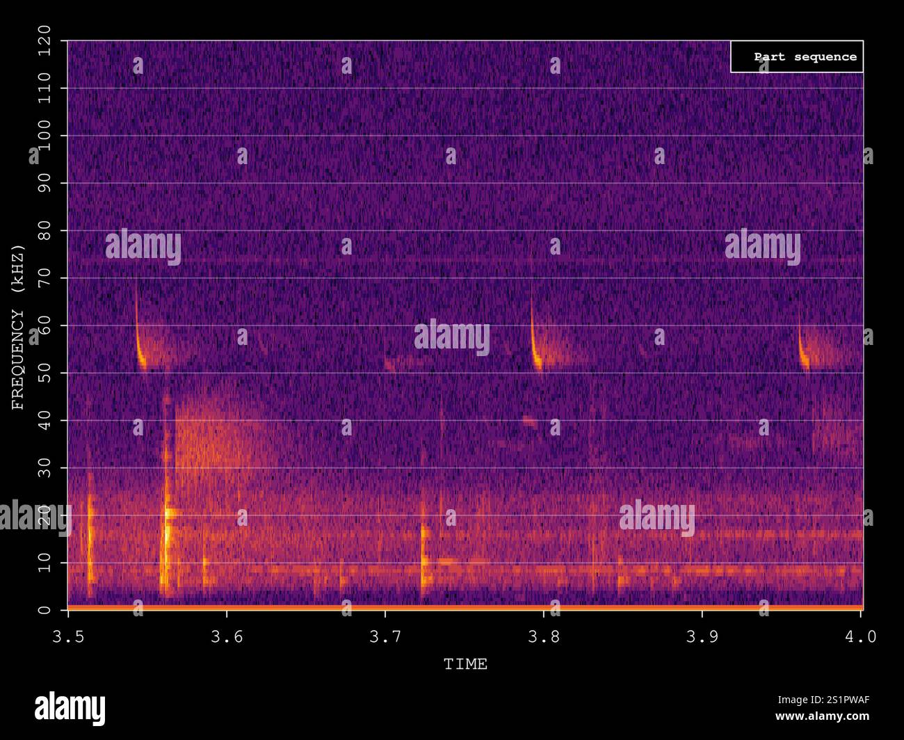 Pygmy Pipistrelle (Pipistrellus pygmaeus Stock Photo - Alamy