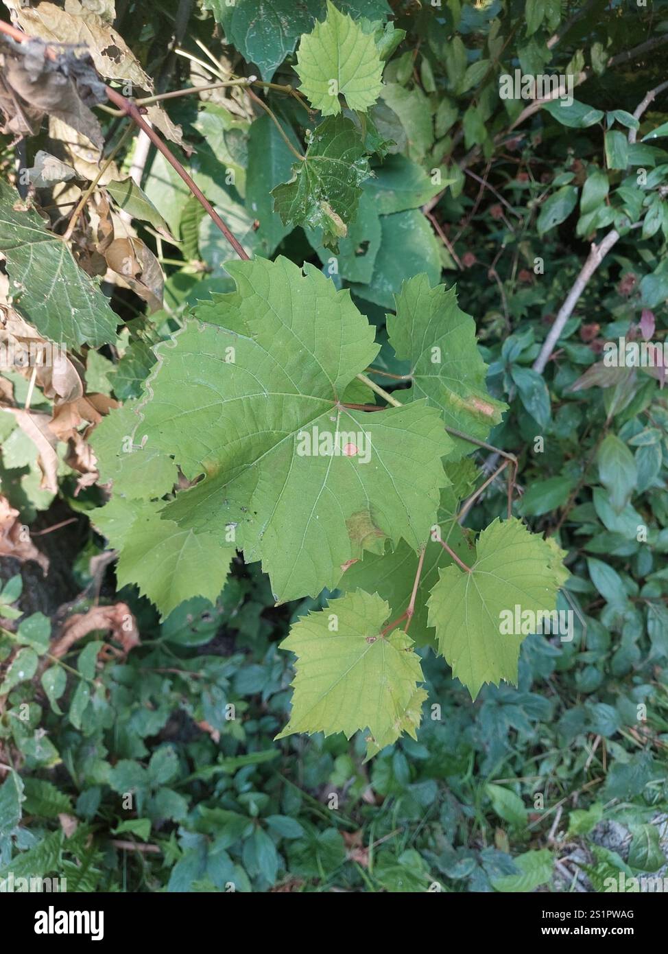 riverbank grape (Vitis riparia Stock Photo - Alamy
