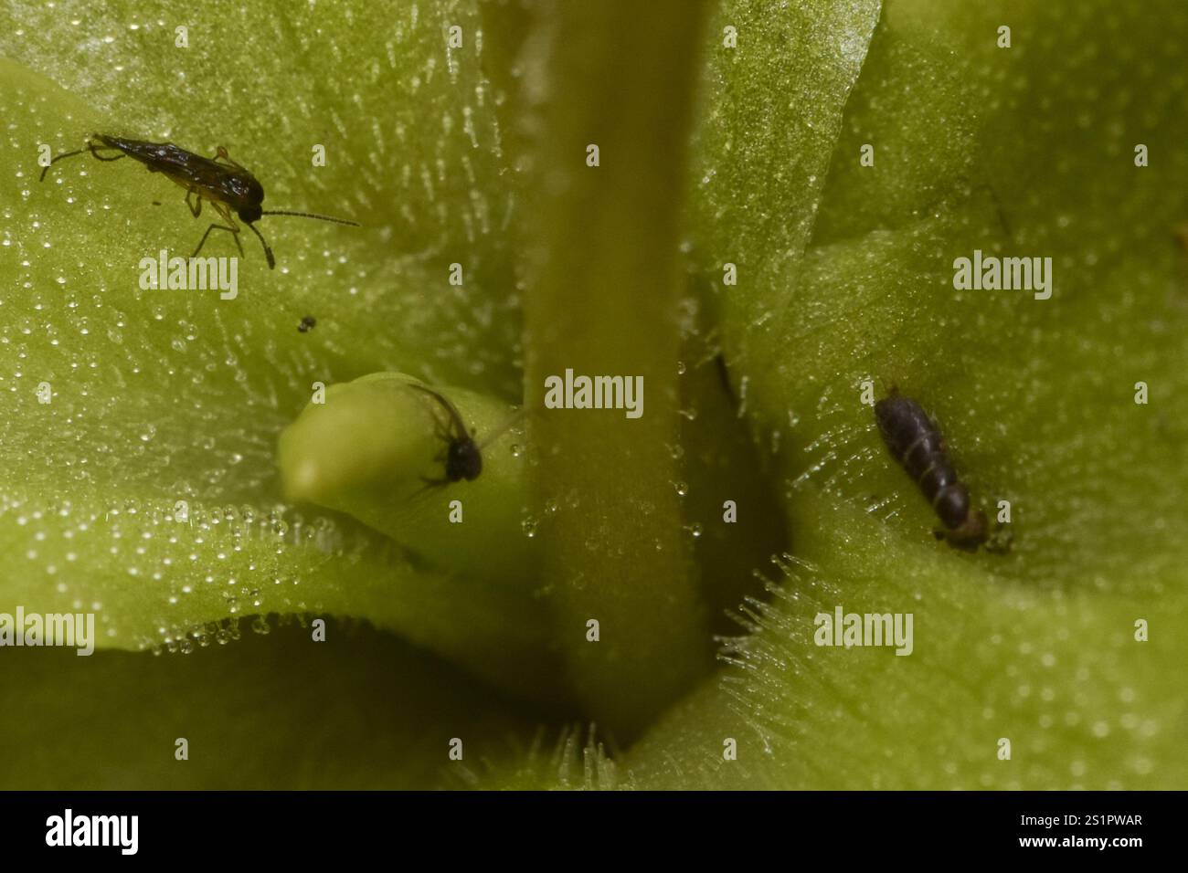Fungus Gnats and Gall Midges (Sciaroidea Stock Photo - Alamy