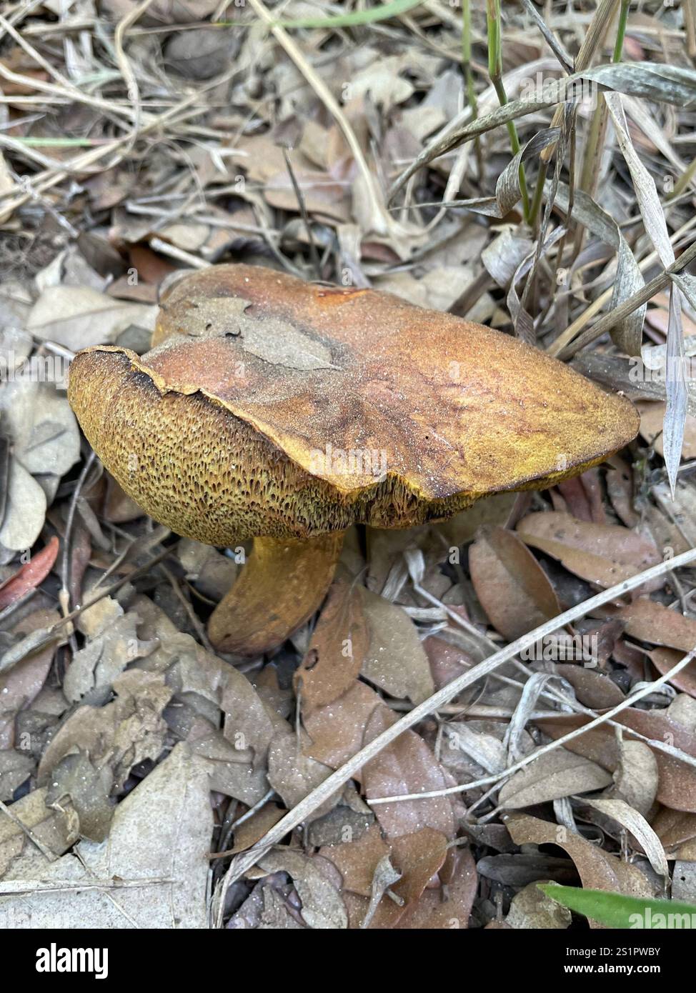 Suede Bolete (Xerocomus subtomentosus Stock Photo - Alamy