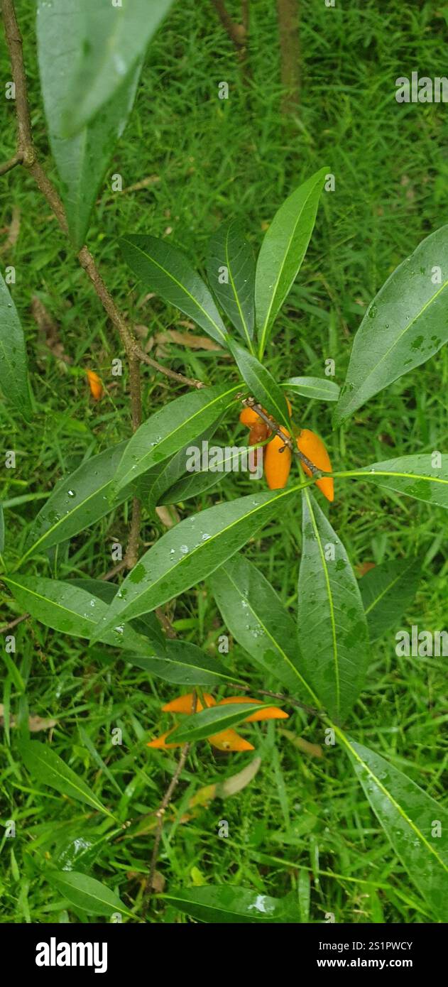 Banana Bush (Tabernaemontana pandacaqui Stock Photo - Alamy