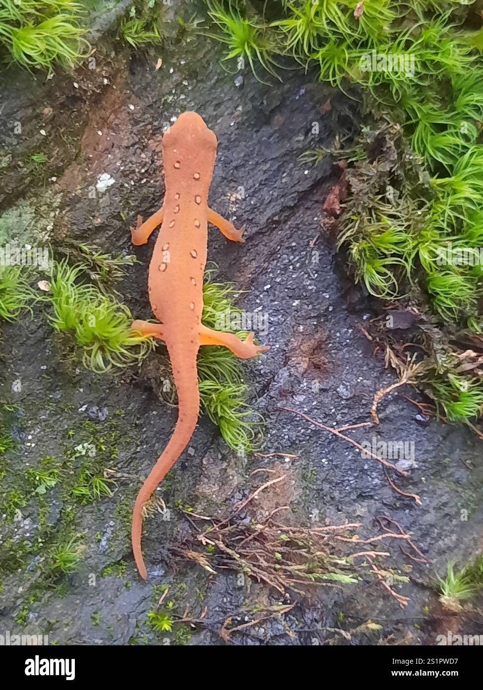 Eastern Newt (Notophthalmus viridescens Stock Photo - Alamy