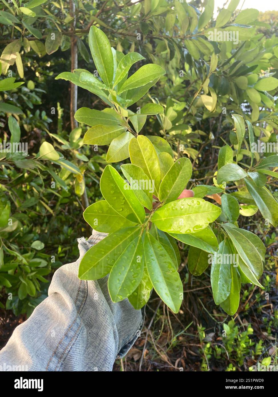 dahoon holly (Ilex cassine Stock Photo - Alamy