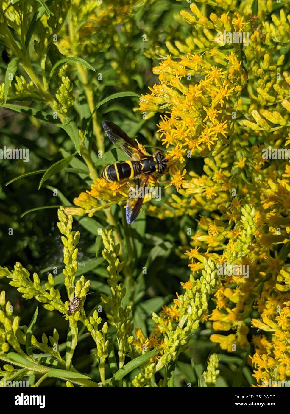 Four-lined Hornet Fly (Spilomyia sayi Stock Photo - Alamy
