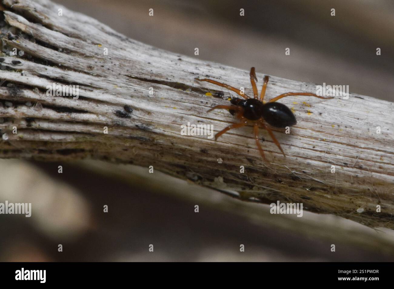 Sheetweb and Dwarf Weavers (Linyphiidae Stock Photo - Alamy