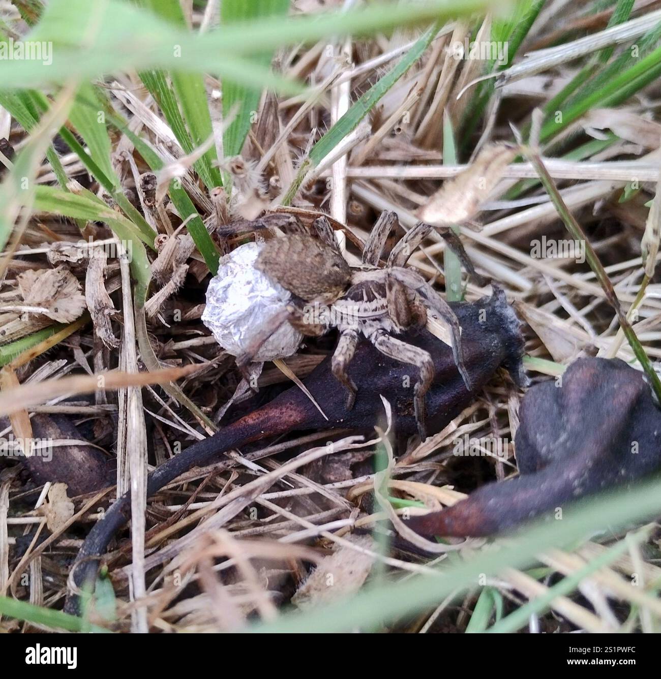 Radiated Wolf Spider (Hogna radiata Stock Photo - Alamy