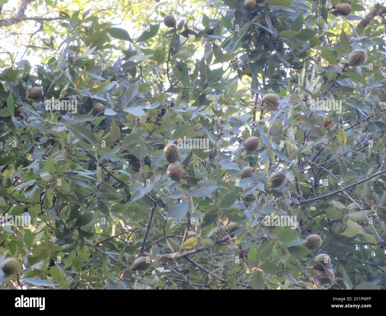 pignut hickory (Carya glabra Stock Photo - Alamy