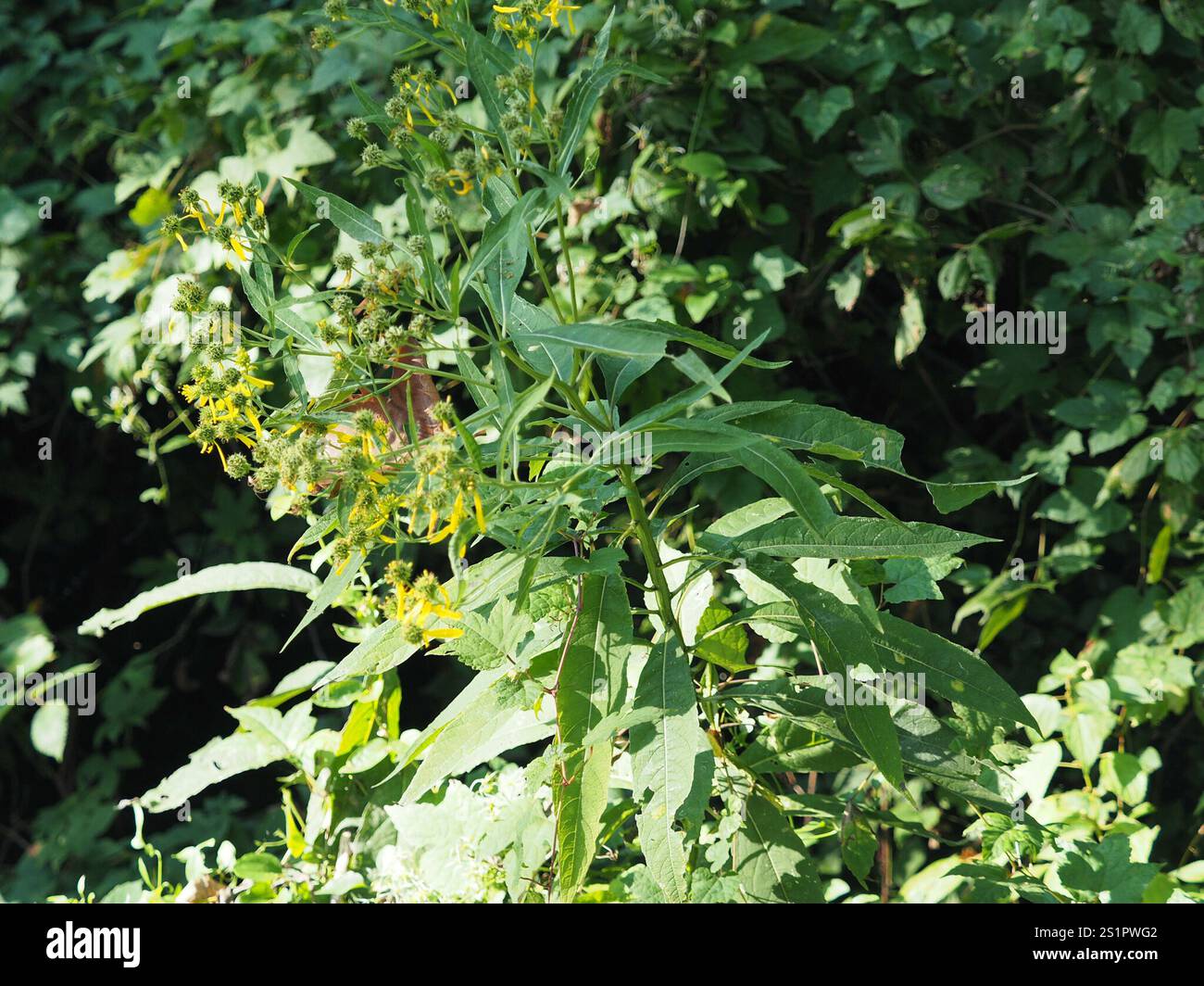 Wingstem (Verbesina alternifolia Stock Photo - Alamy