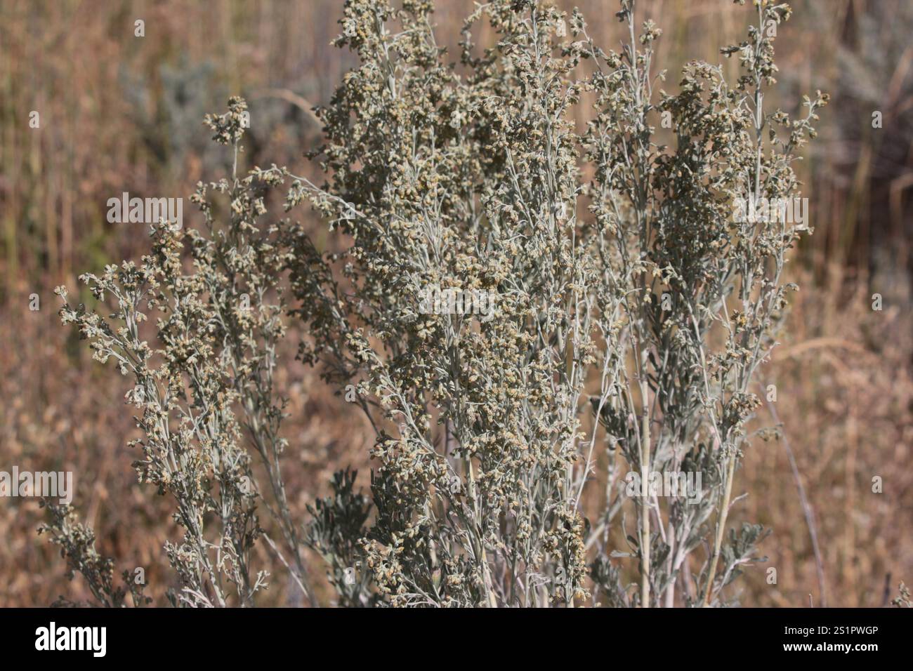 Big Sagebrush (Artemisia tridentata Stock Photo - Alamy