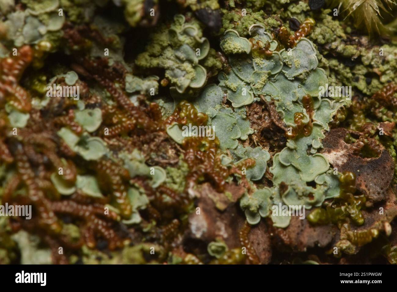 Elf Ears lichen (Normandina pulchella Stock Photo - Alamy