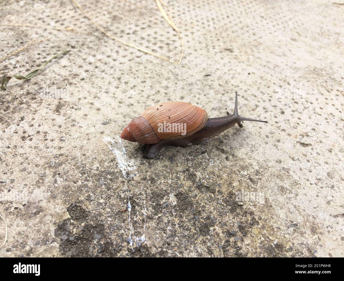 Common Land Snails and Slugs (Stylommatophora Stock Photo - Alamy