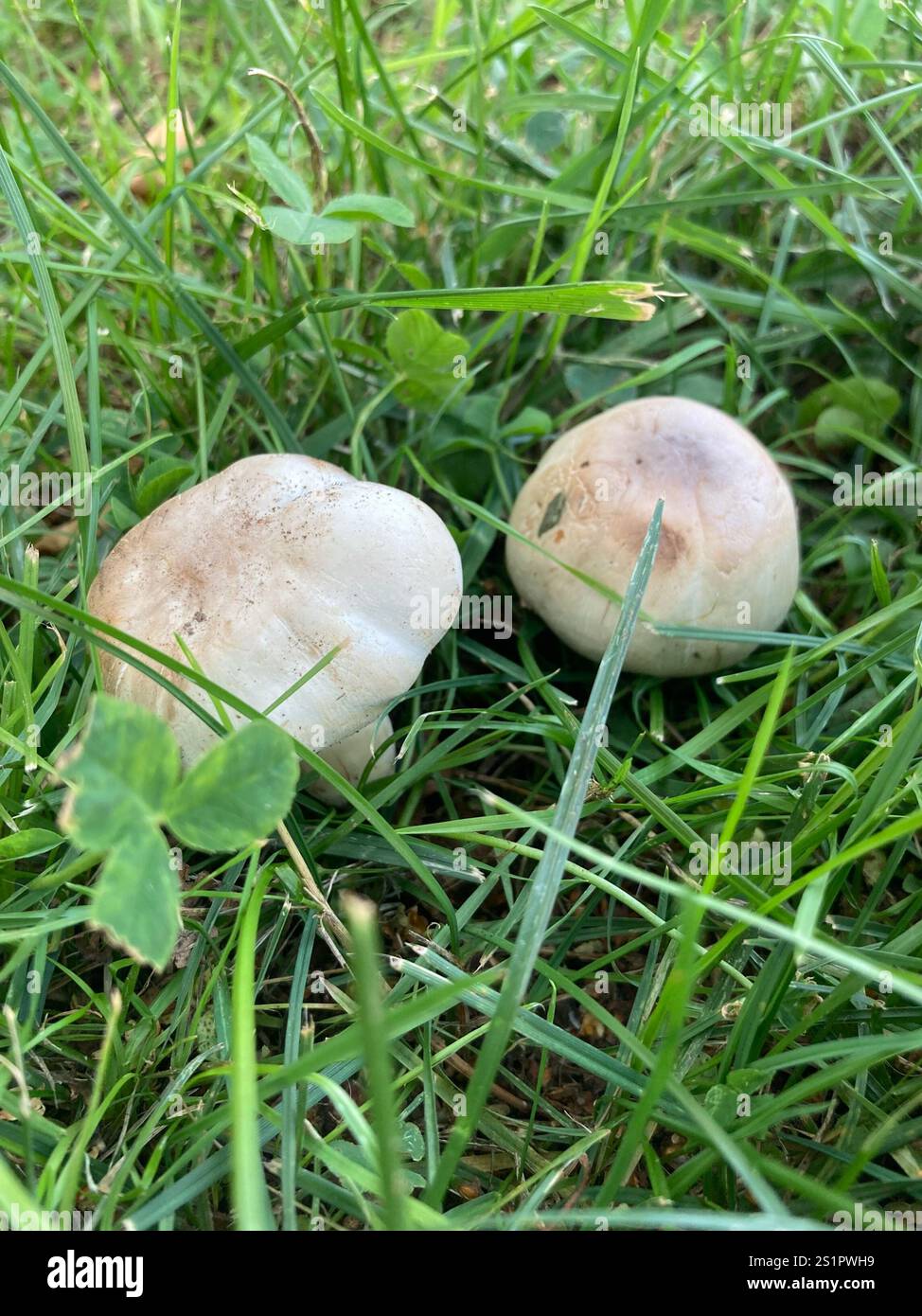 Yellow Stainer (Agaricus xanthodermus Stock Photo - Alamy