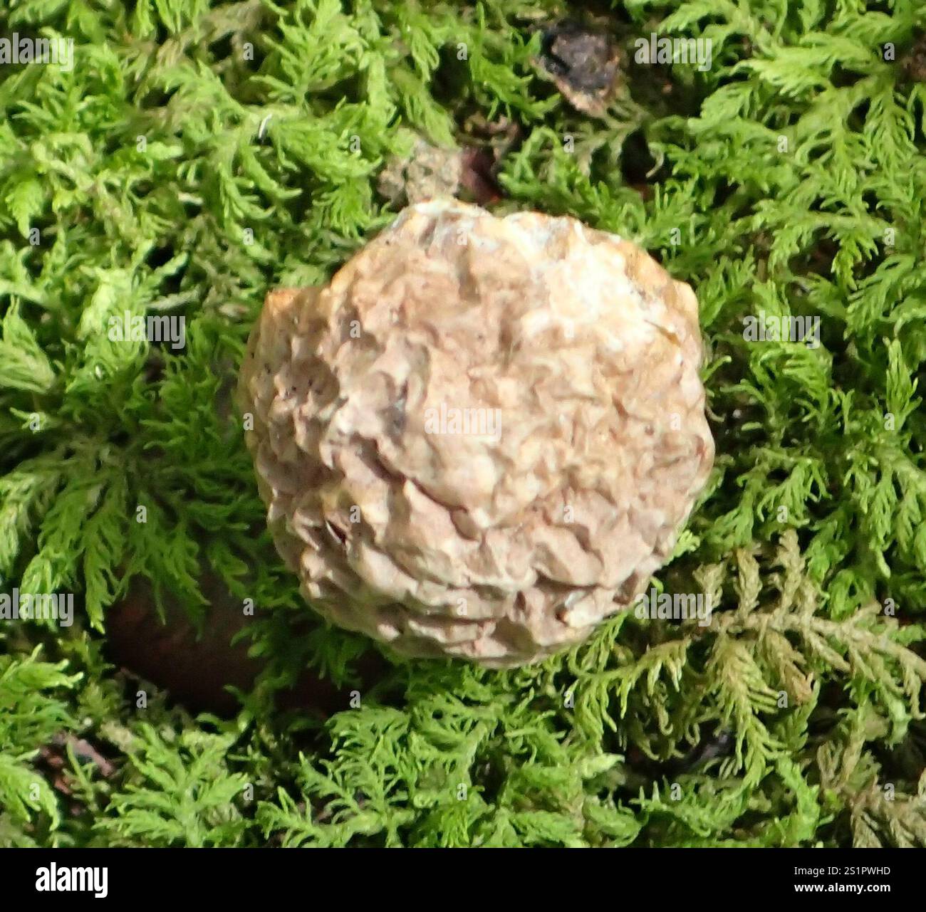 Spongy Oak Apple Gall Wasp (Amphibolips confluenta Stock Photo - Alamy