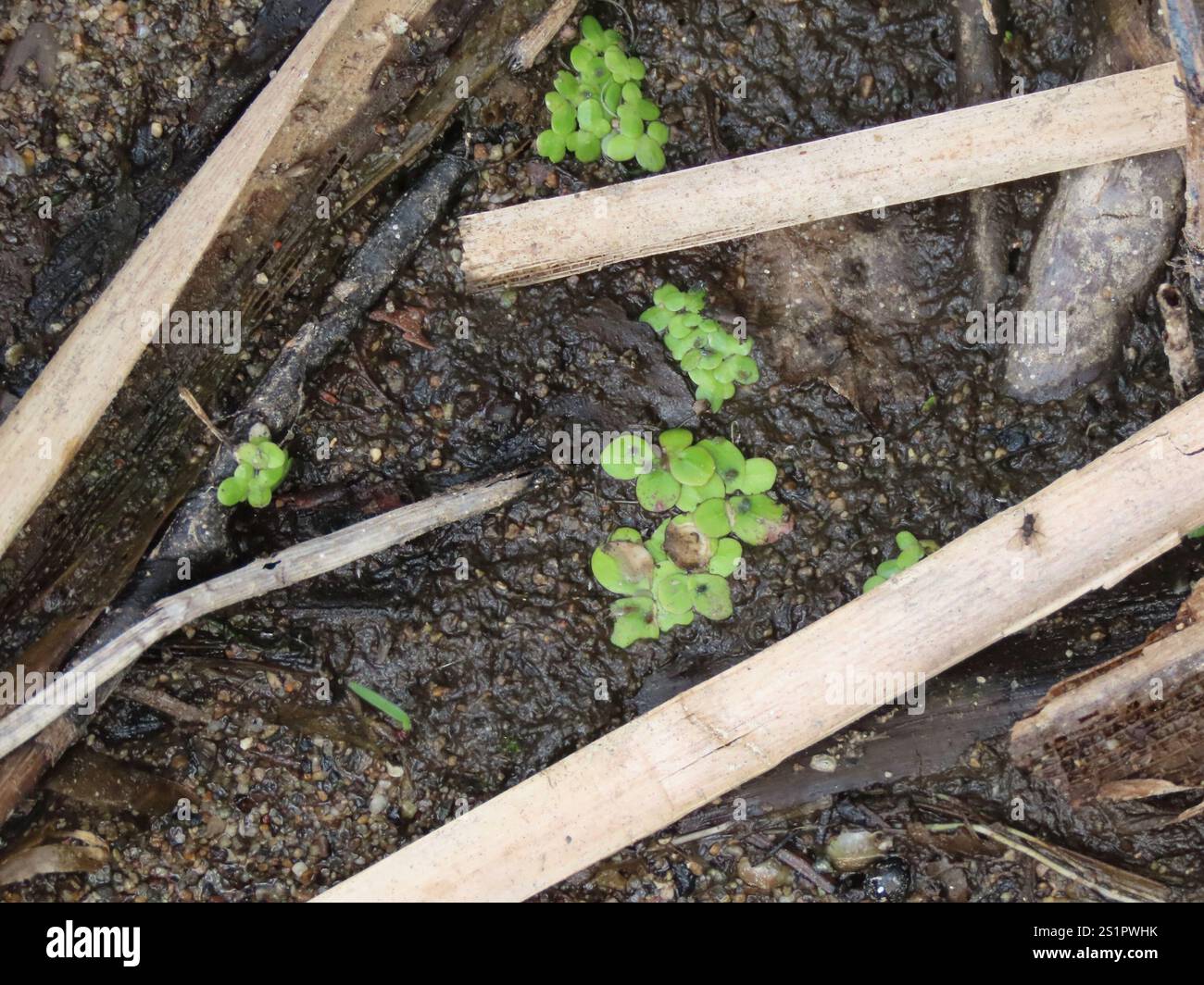 greater duckweed (Spirodela polyrhiza Stock Photo - Alamy