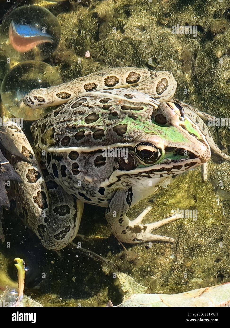 Southern Leopard Frog (Lithobates sphenocephalus Stock Photo - Alamy