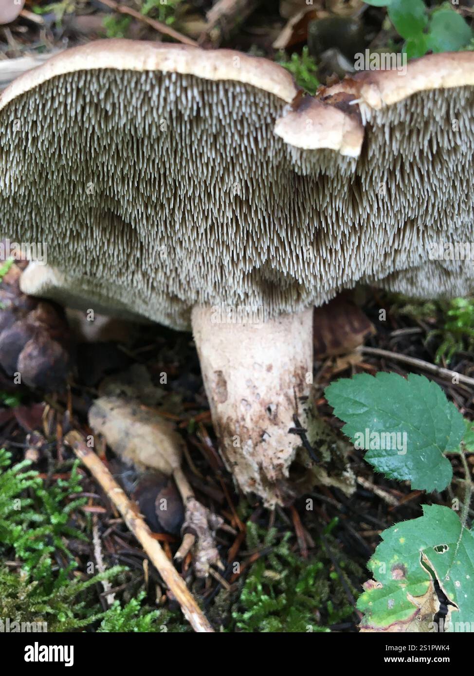 shingled hedgehog (Sarcodon imbricatus Stock Photo - Alamy