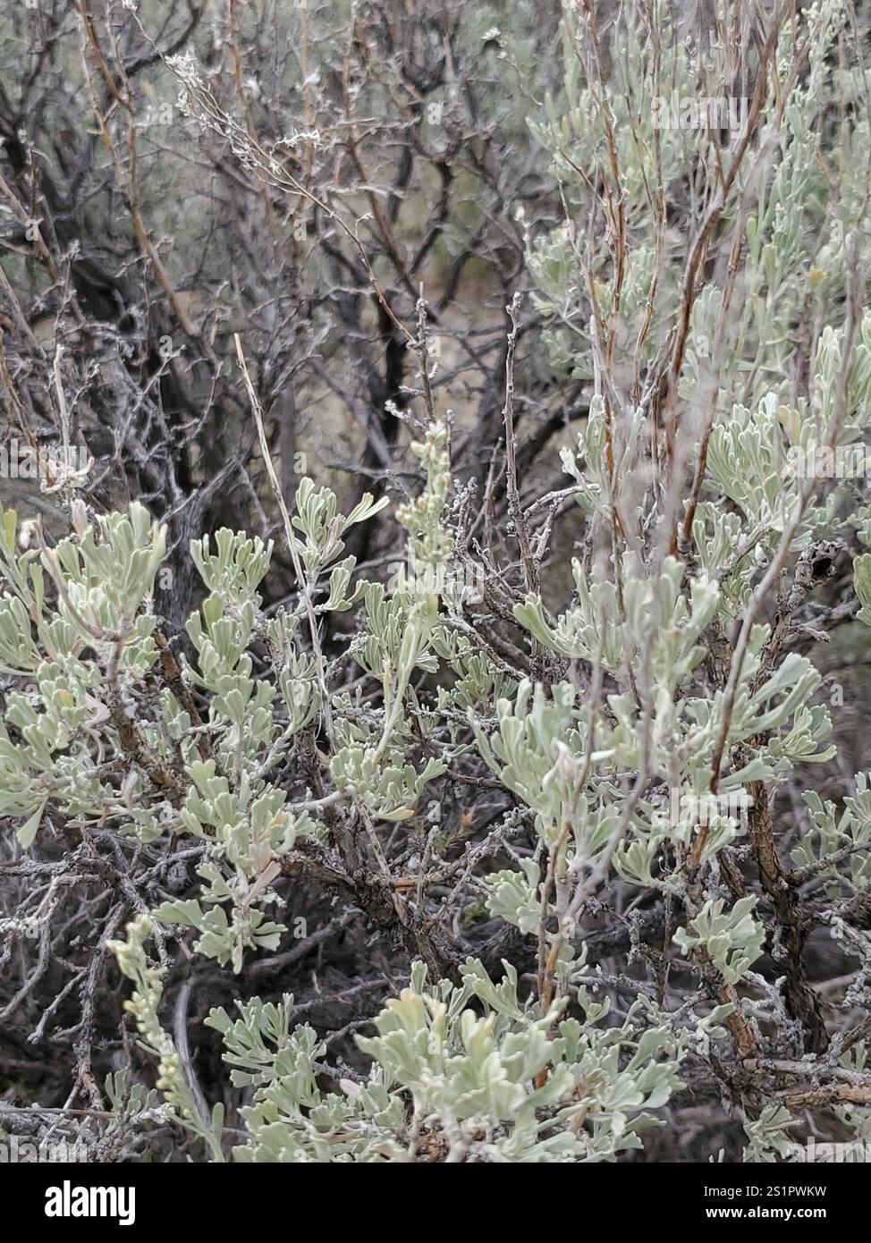 Big Sagebrush (Artemisia tridentata Stock Photo - Alamy