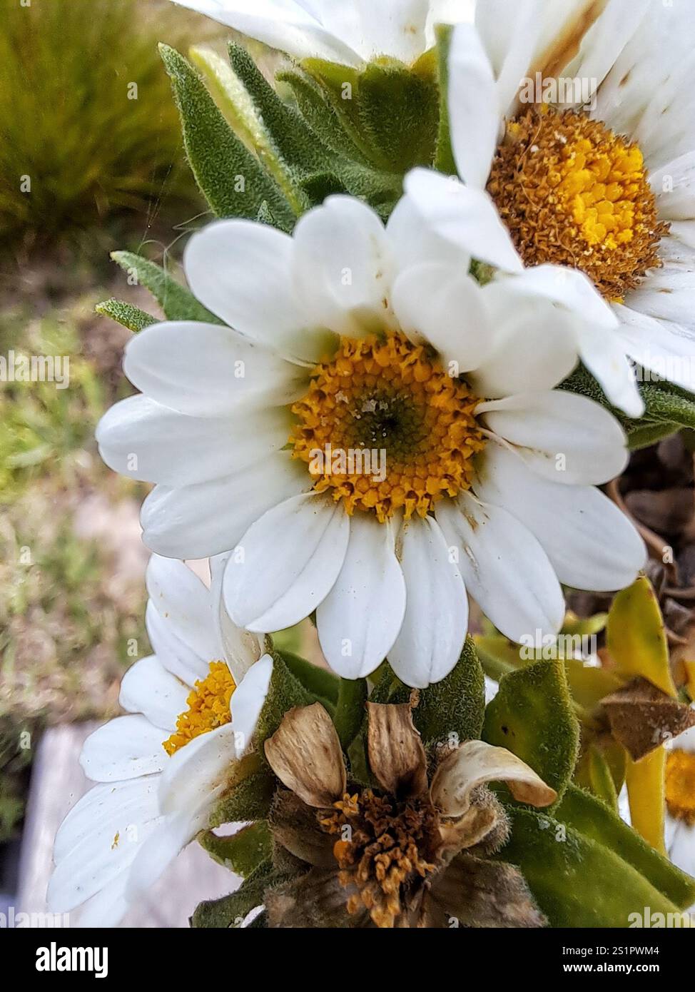Swamp Daisy (Osmitopsis asteriscoides Stock Photo - Alamy