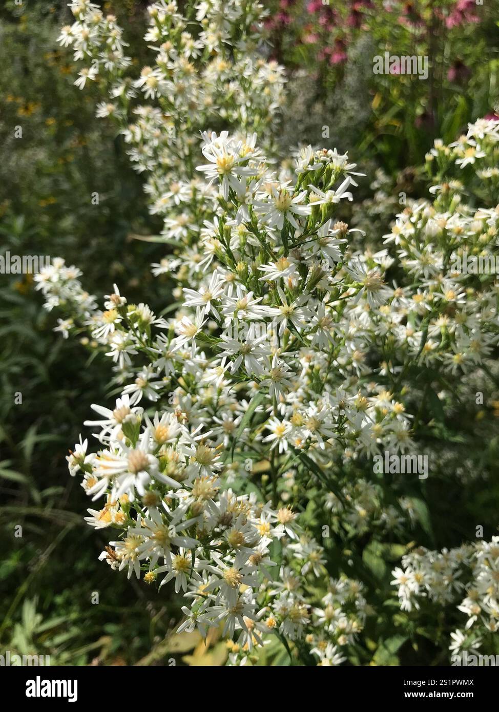 white heath aster (Symphyotrichum ericoides Stock Photo - Alamy