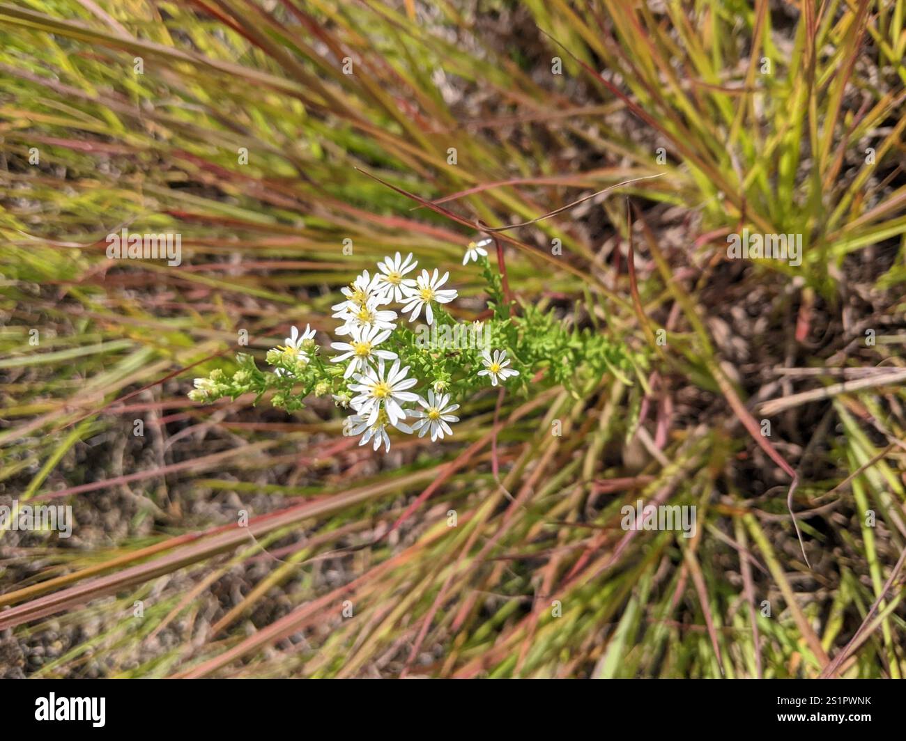 white heath aster (Symphyotrichum ericoides Stock Photo - Alamy