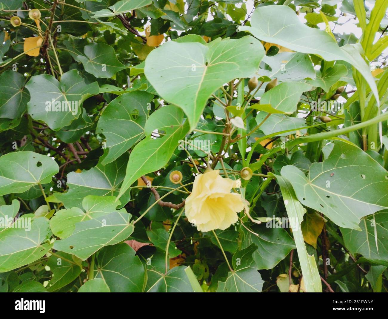 Portia tree (Thespesia populnea Stock Photo - Alamy