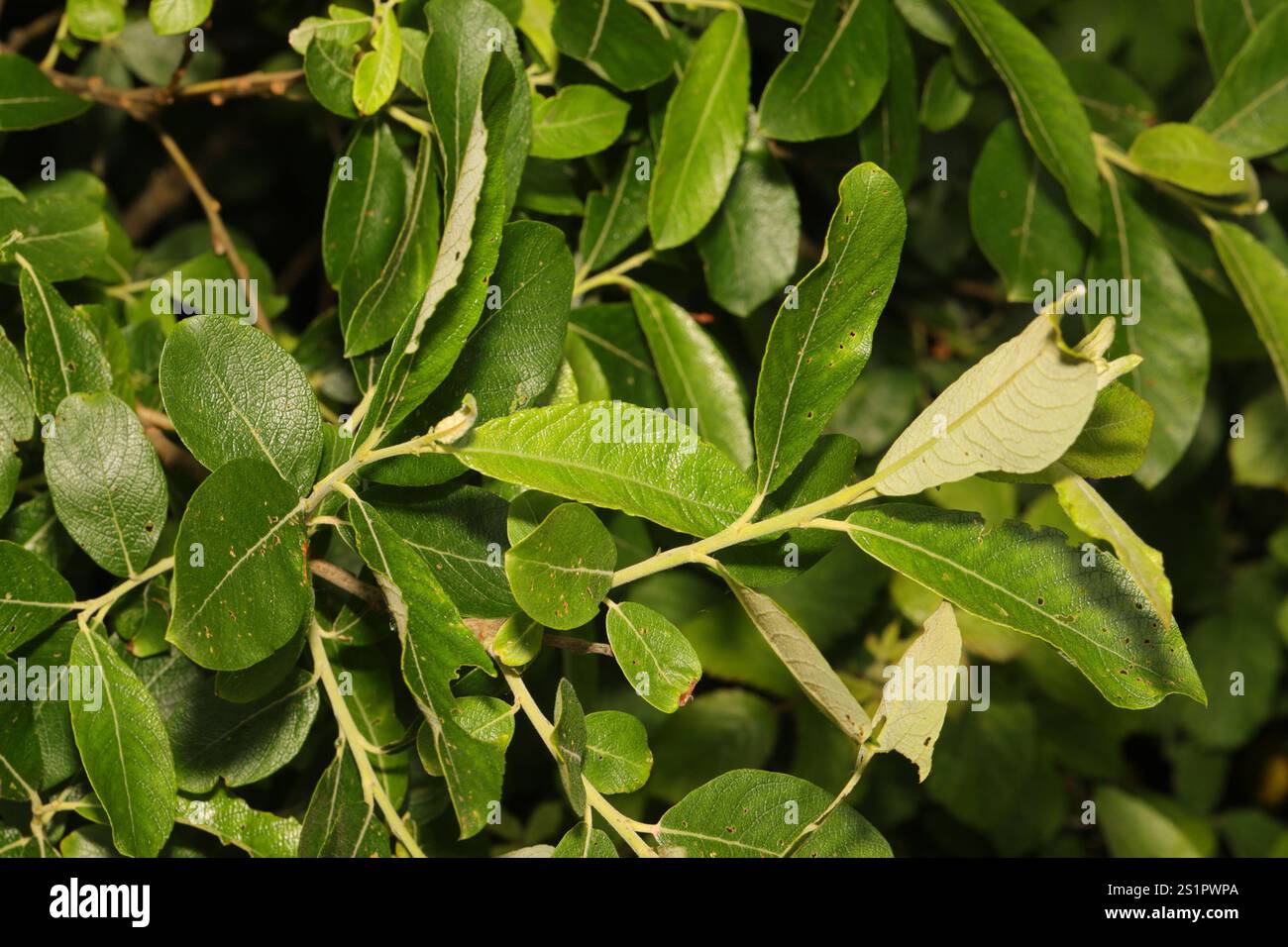 Rusty Willow (Salix atrocinerea Stock Photo - Alamy
