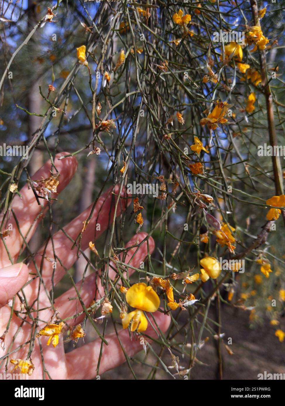winged broom-pea (Jacksonia scoparia Stock Photo - Alamy