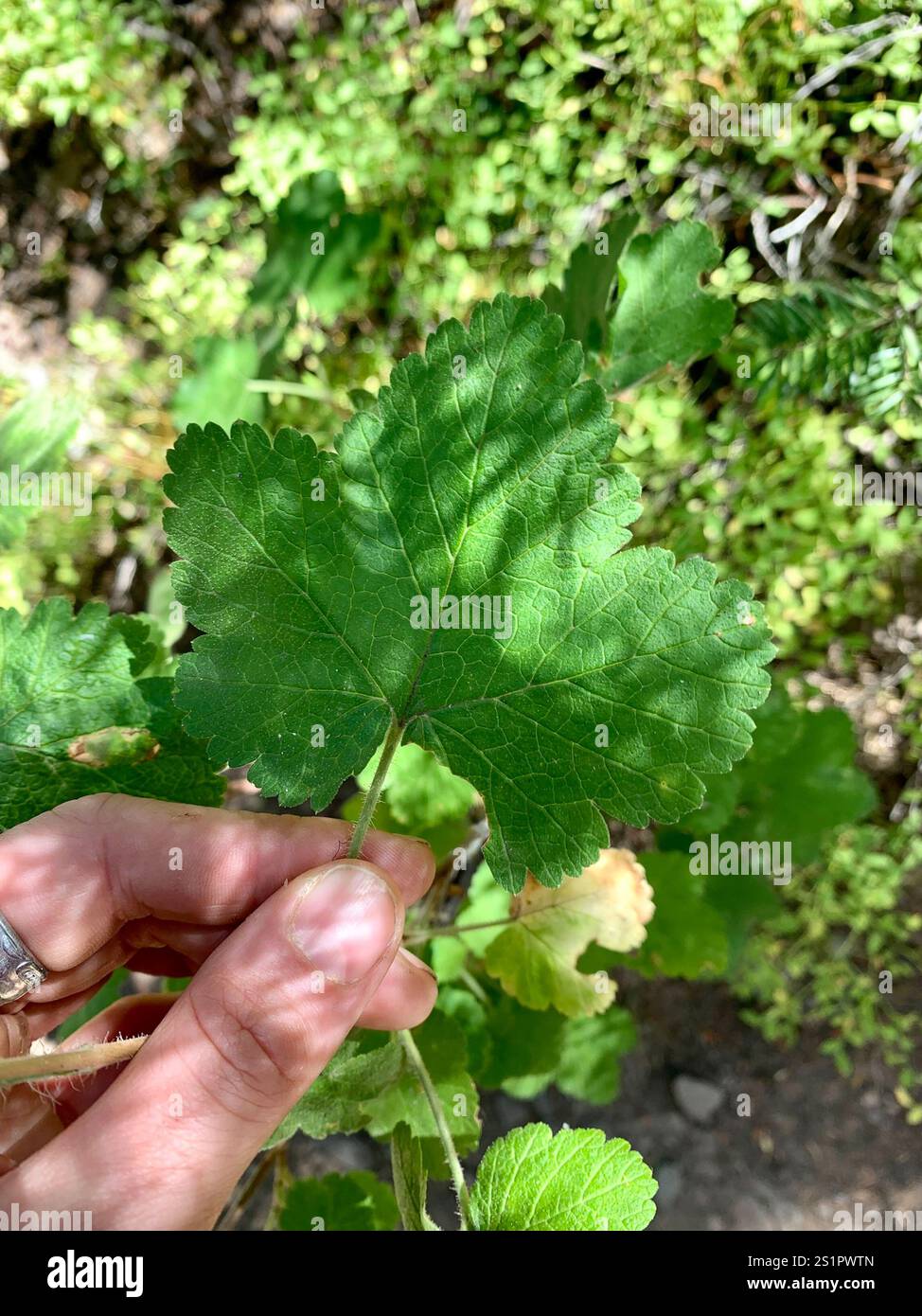sticky currant (Ribes viscosissimum Stock Photo - Alamy