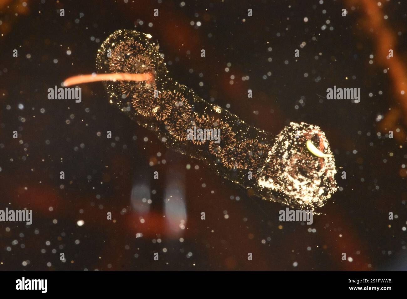 Western Toad (Anaxyrus boreas Stock Photo - Alamy