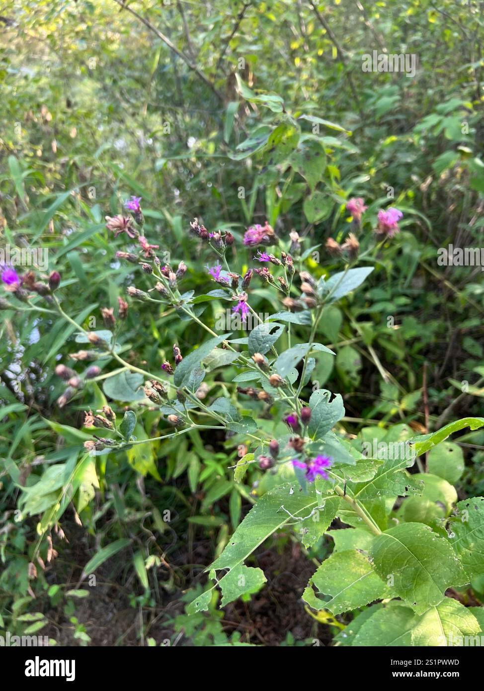 Western Ironweed (Vernonia baldwinii Stock Photo - Alamy