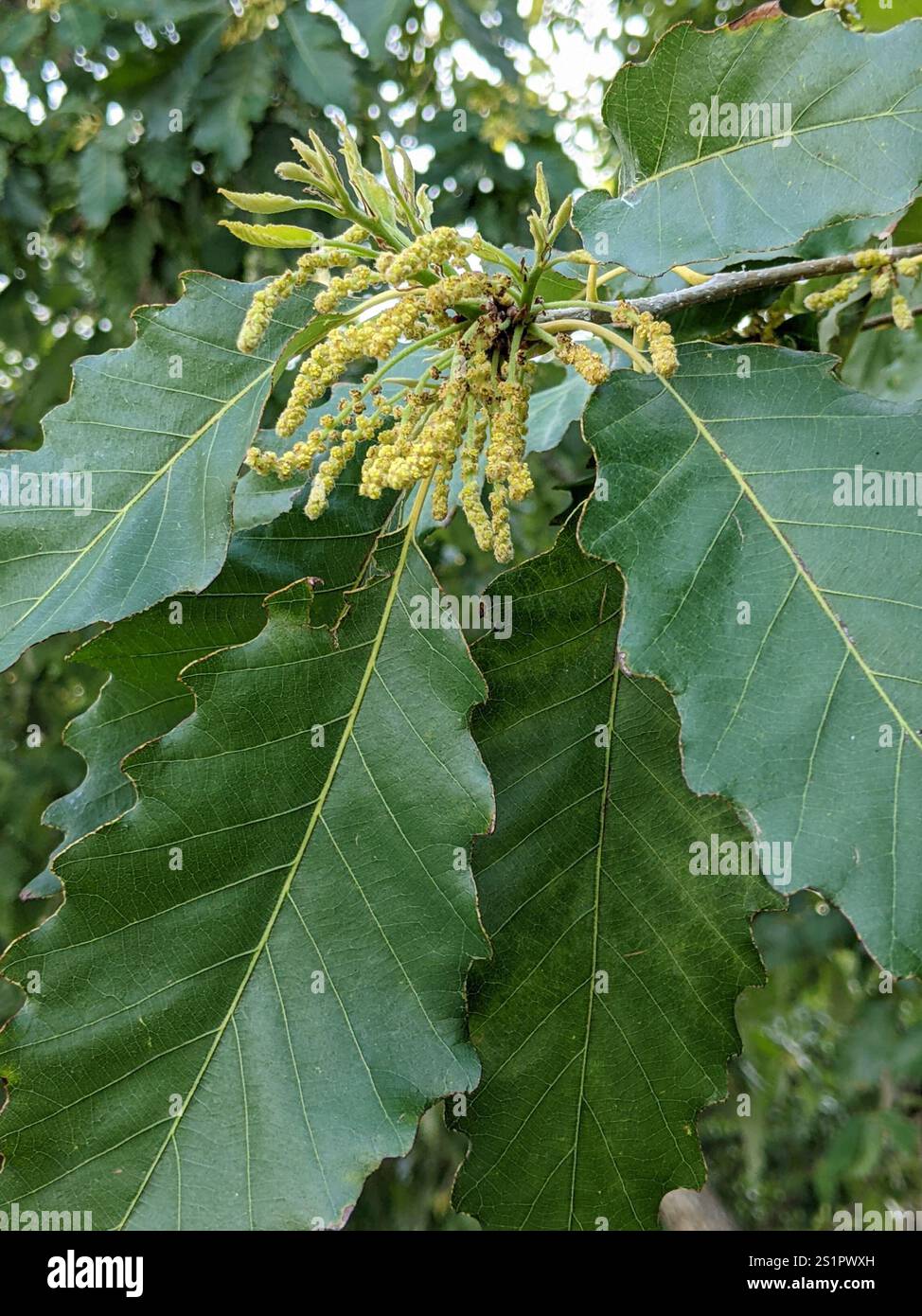 chinkapin oak (Quercus muehlenbergii Stock Photo - Alamy